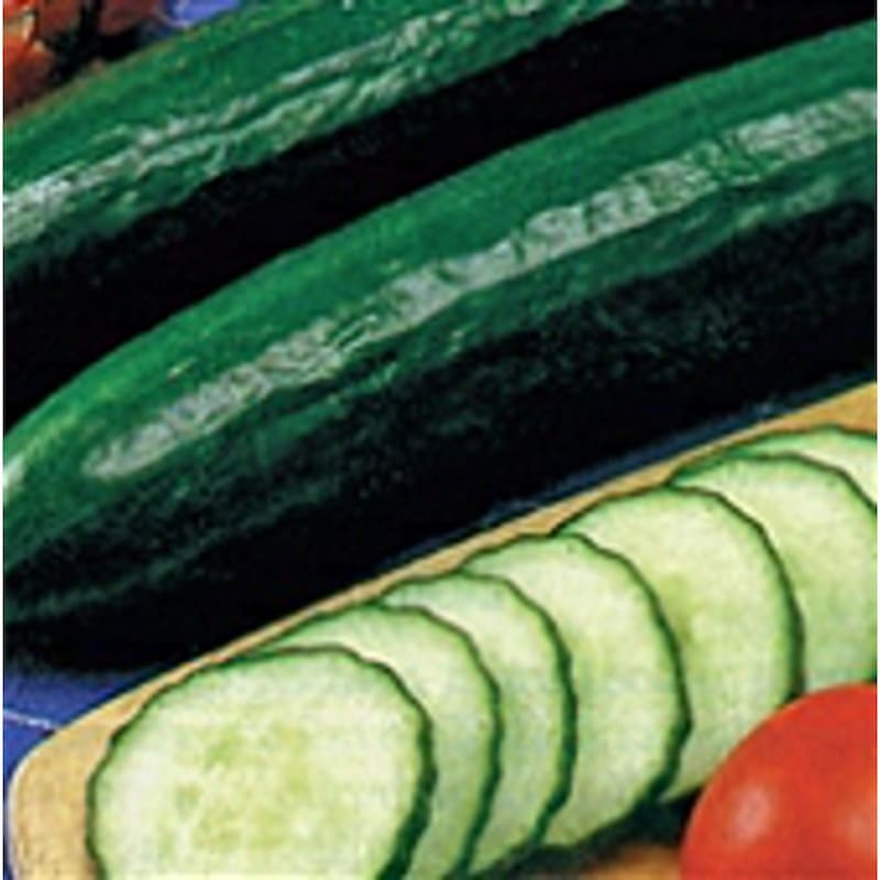 English Cucumber Seeds - Etsy