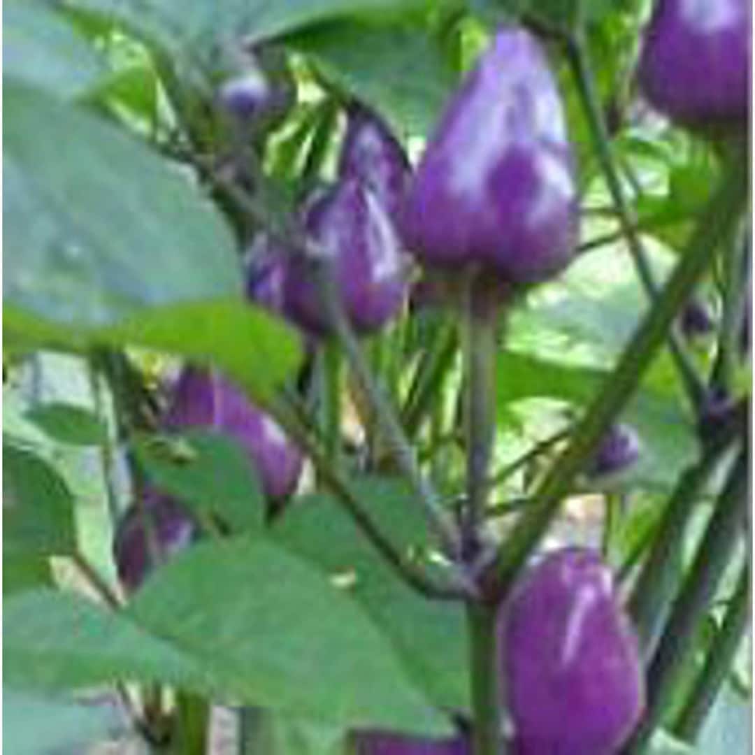 Chinese Five Color Hot Peppers Seeds - Etsy