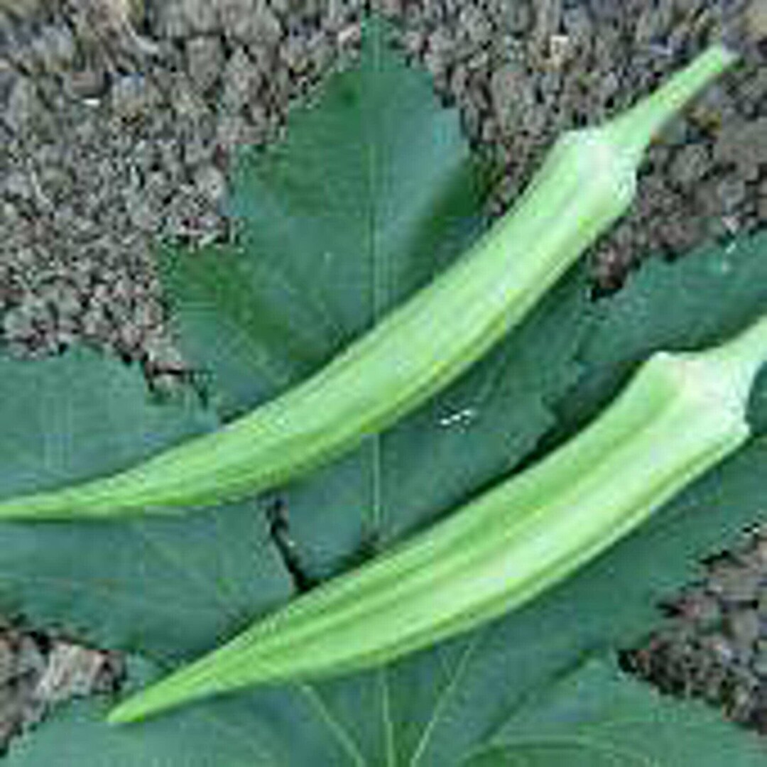 Cow Horn Okra Seeds - Etsy