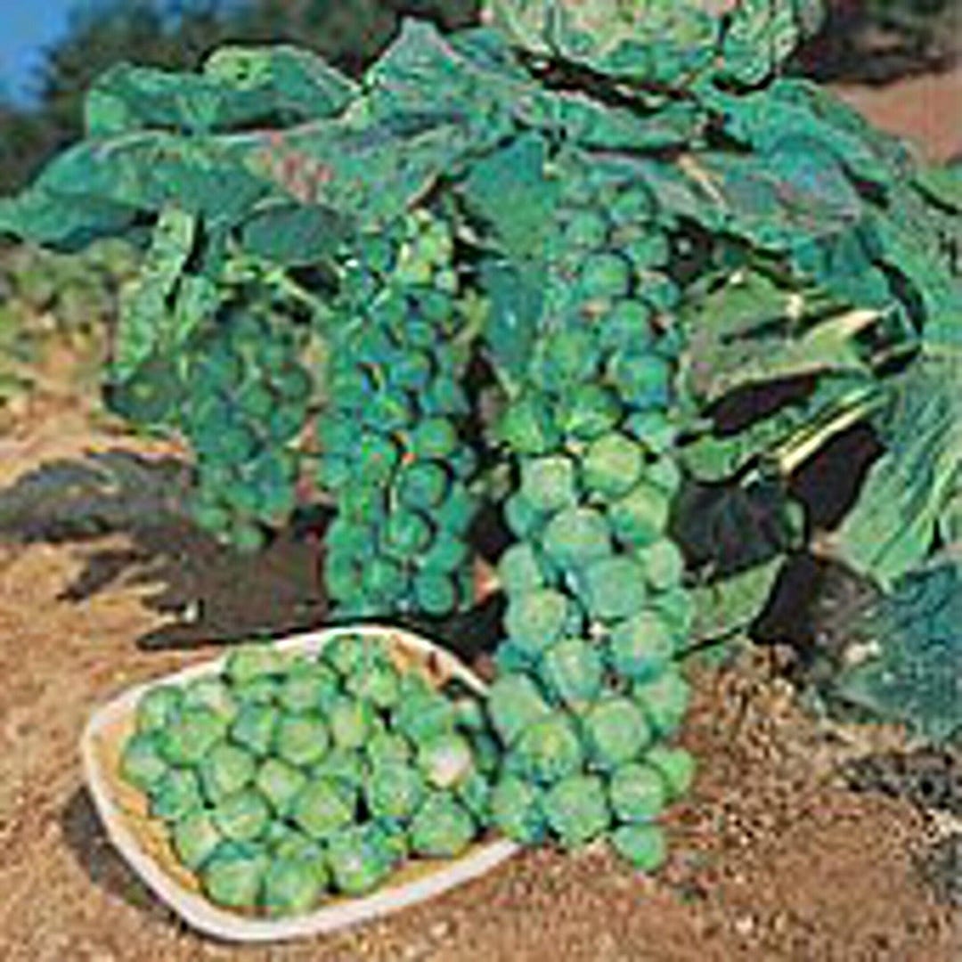 Jade Cross E Brussels Sprouts Seeds - Etsy