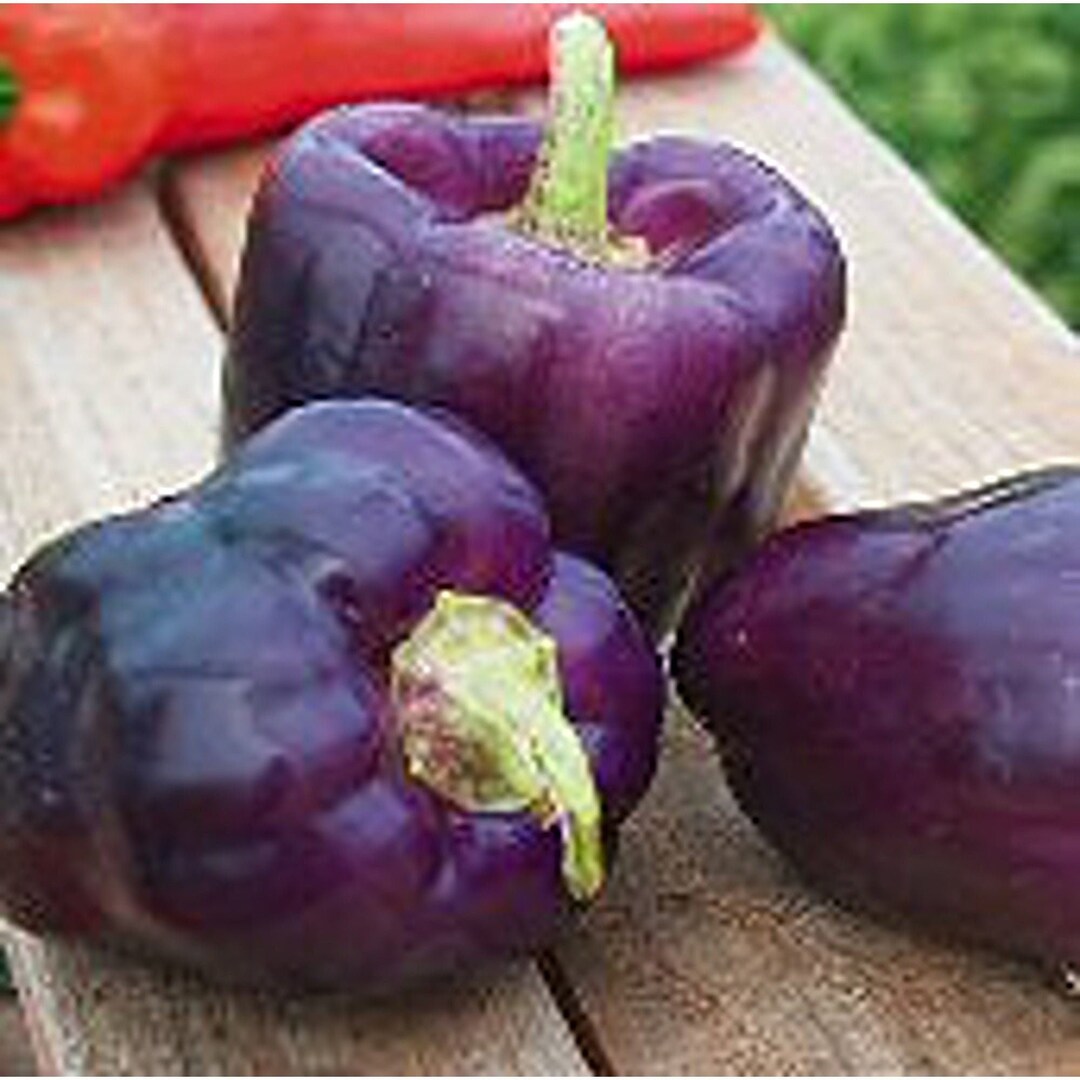 Purple Star Sweet Peppers Seeds - Etsy