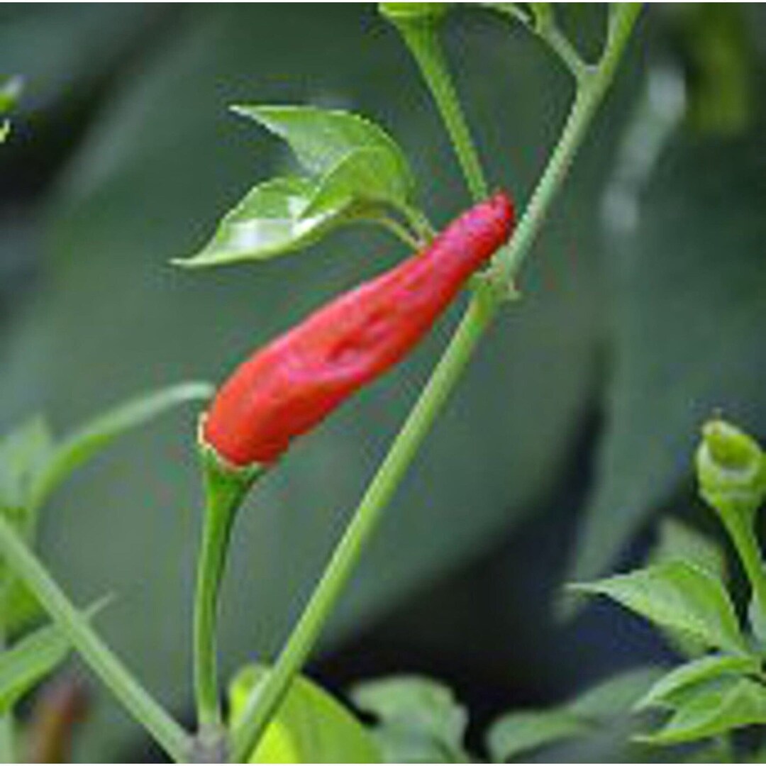 Santaka Hot Peppers Seeds - Etsy