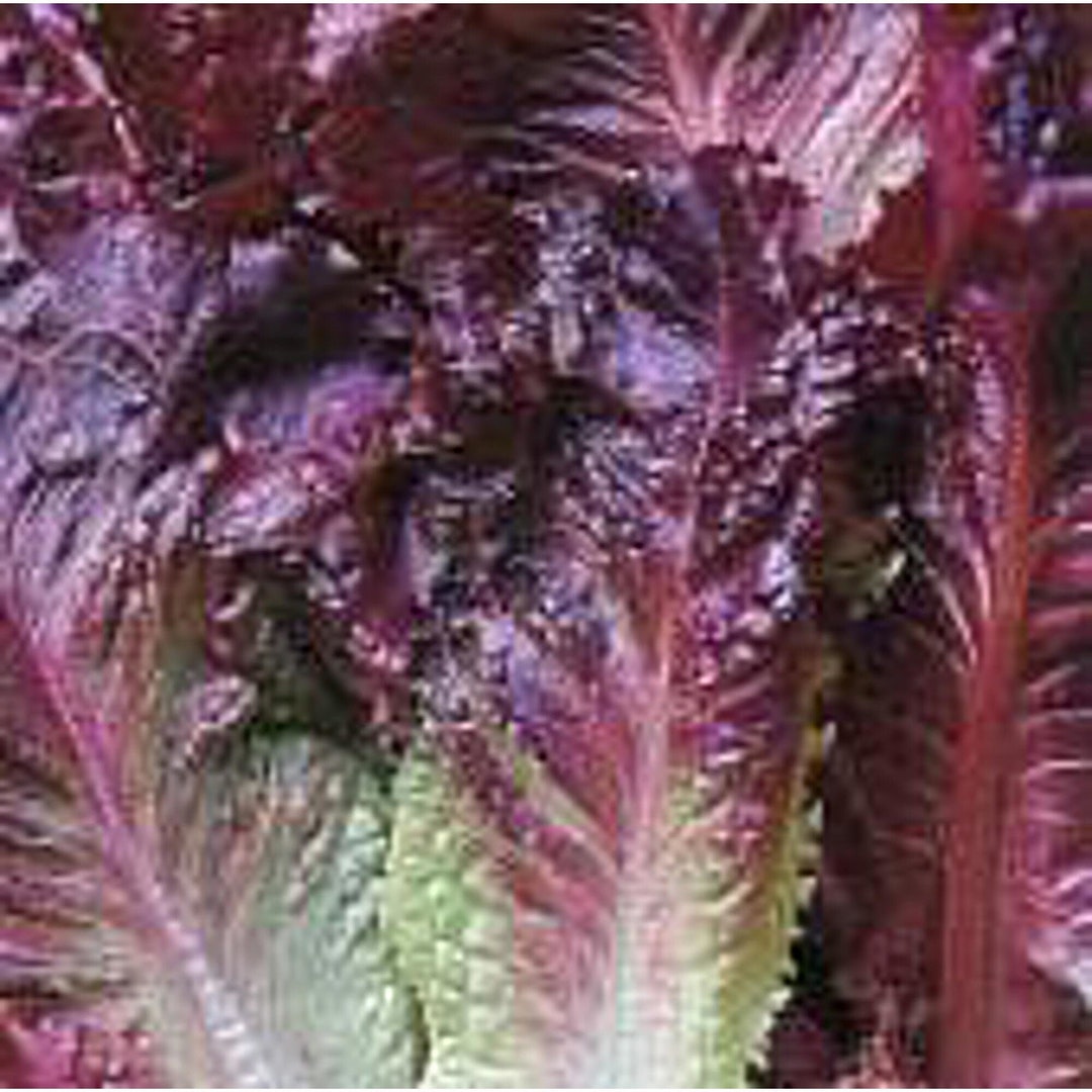 Red Romana Lettuce Seeds - Etsy
