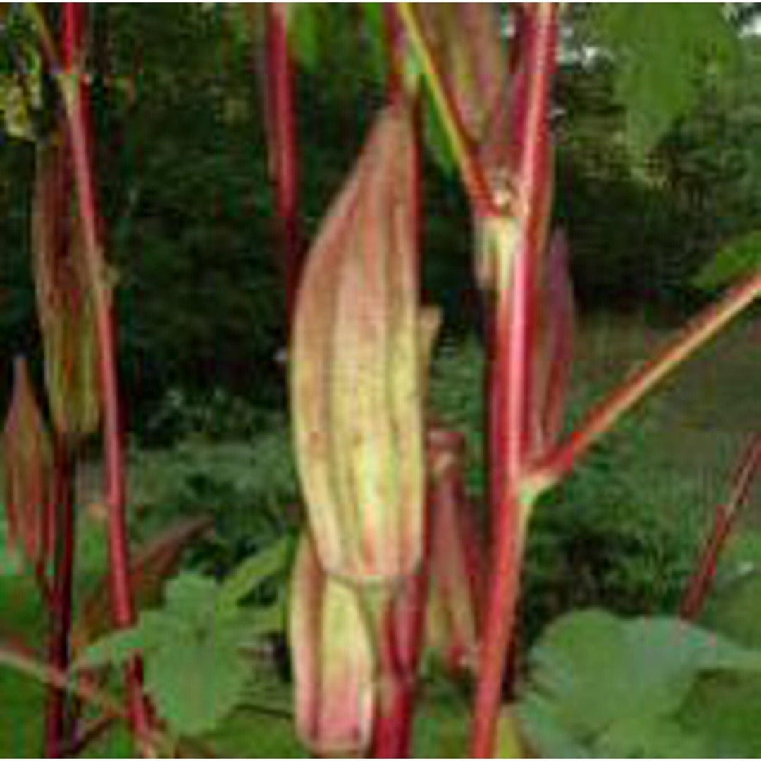 Alabama Red Okra Seeds - Etsy