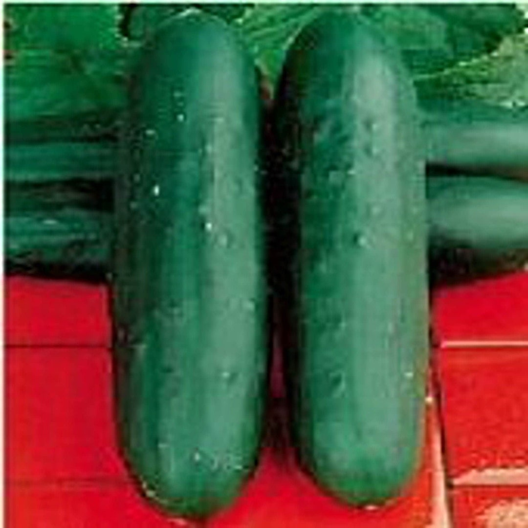 Dasher II Cucumbers Seeds - Etsy