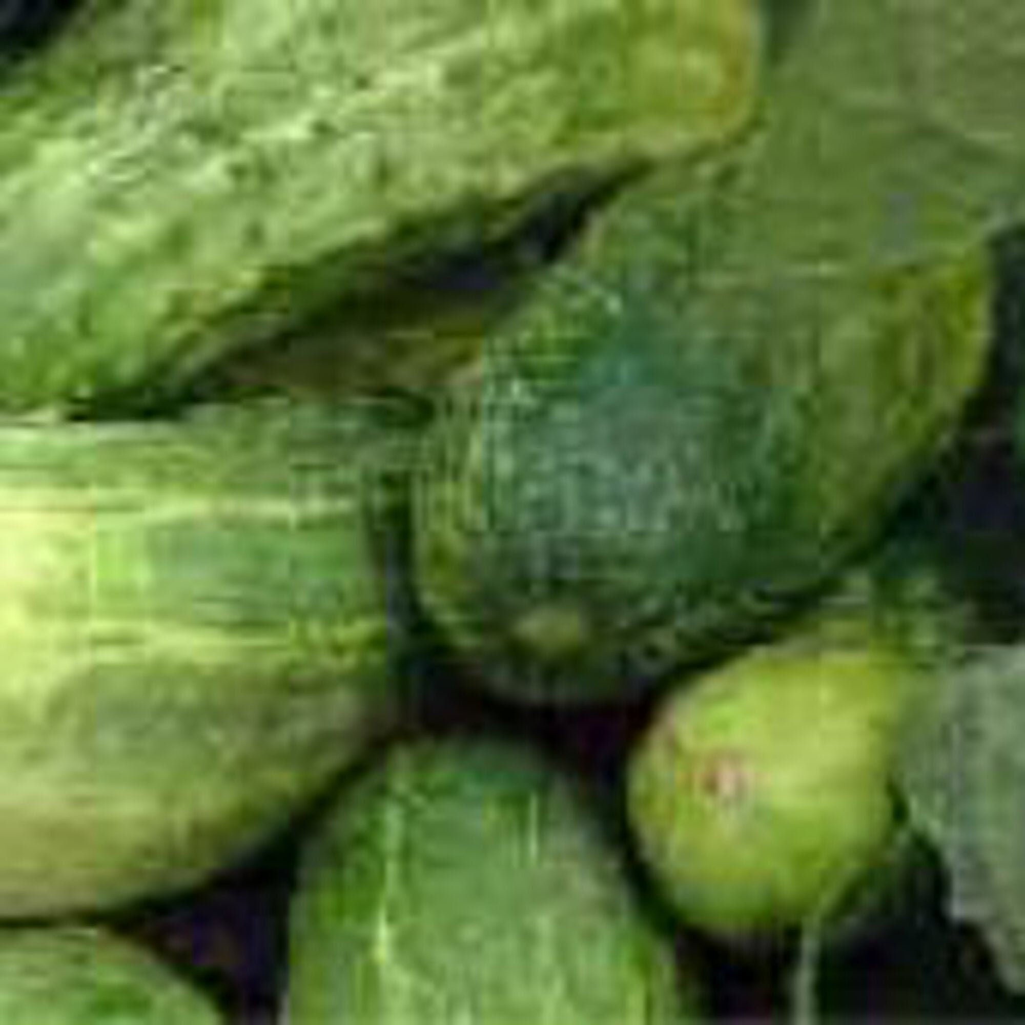 Chicago Pickling Cucumbers Seeds - Etsy