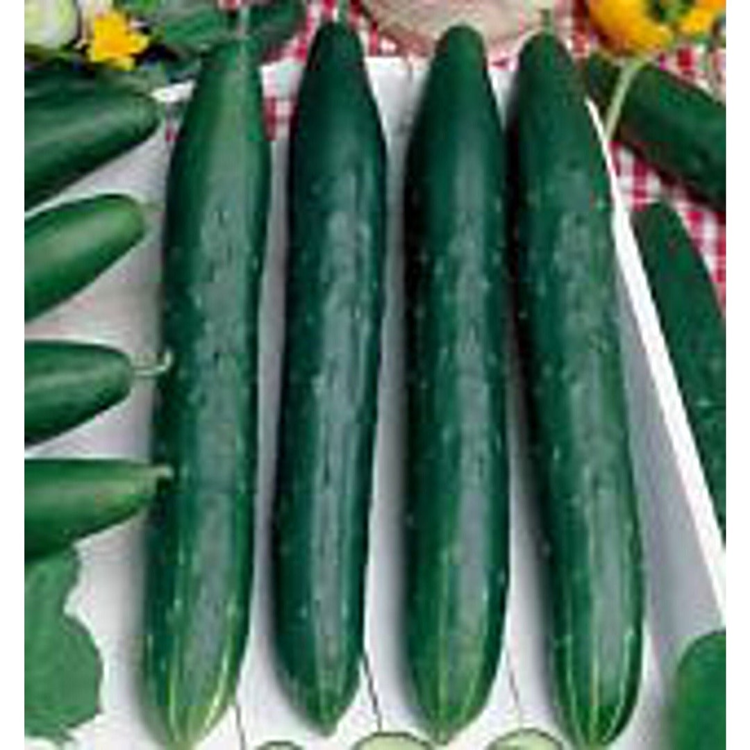 Early Spring Burpless Cucumbers Seeds - Etsy