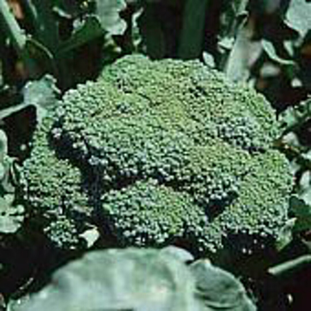 Premium Crop Broccoli Seeds - Etsy