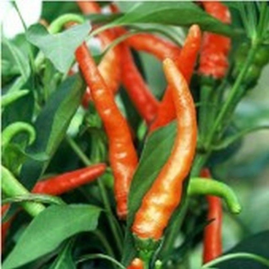 Numex Sunburst Hot Pepper Seeds - Etsy