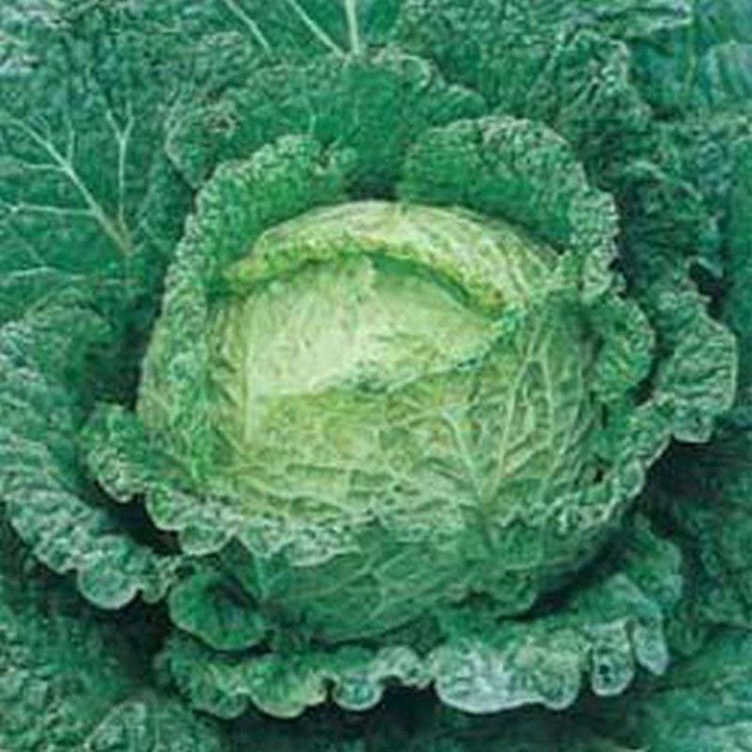 Testa Di Ferro, Savoy Cabbage Seeds - Etsy