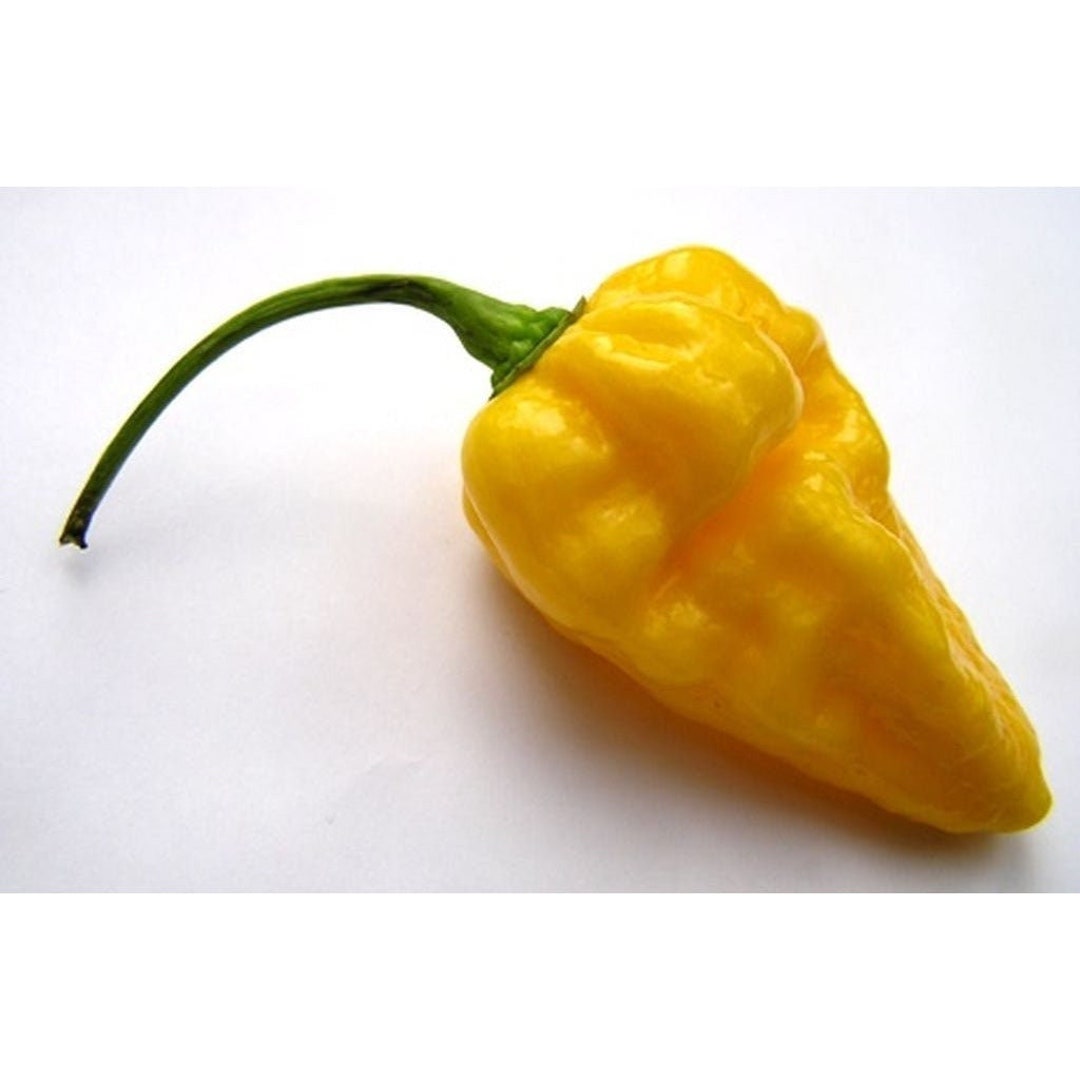 Devil's Tongue Pepper Seeds - Etsy