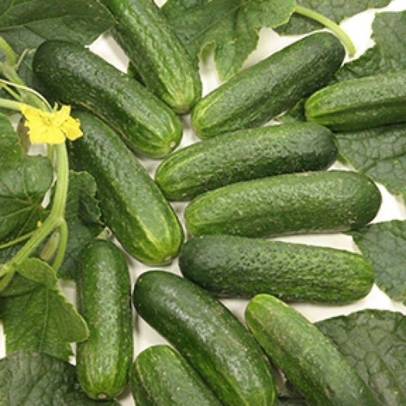 Party Time Cucumber Seeds - Etsy