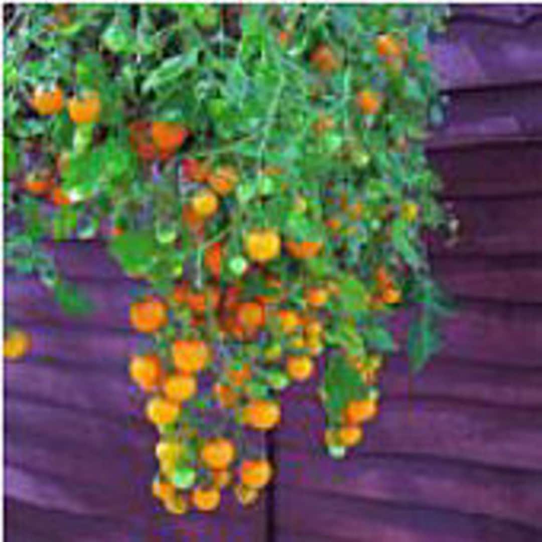 Tumbling Tom Tomato (yellow) Seeds - Etsy