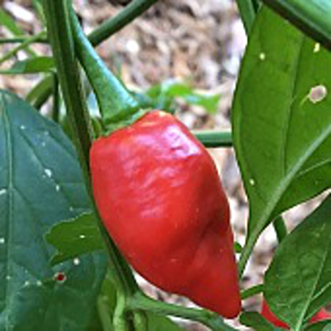 Devil's Tongue Hot Peppers (red) Seeds - Etsy
