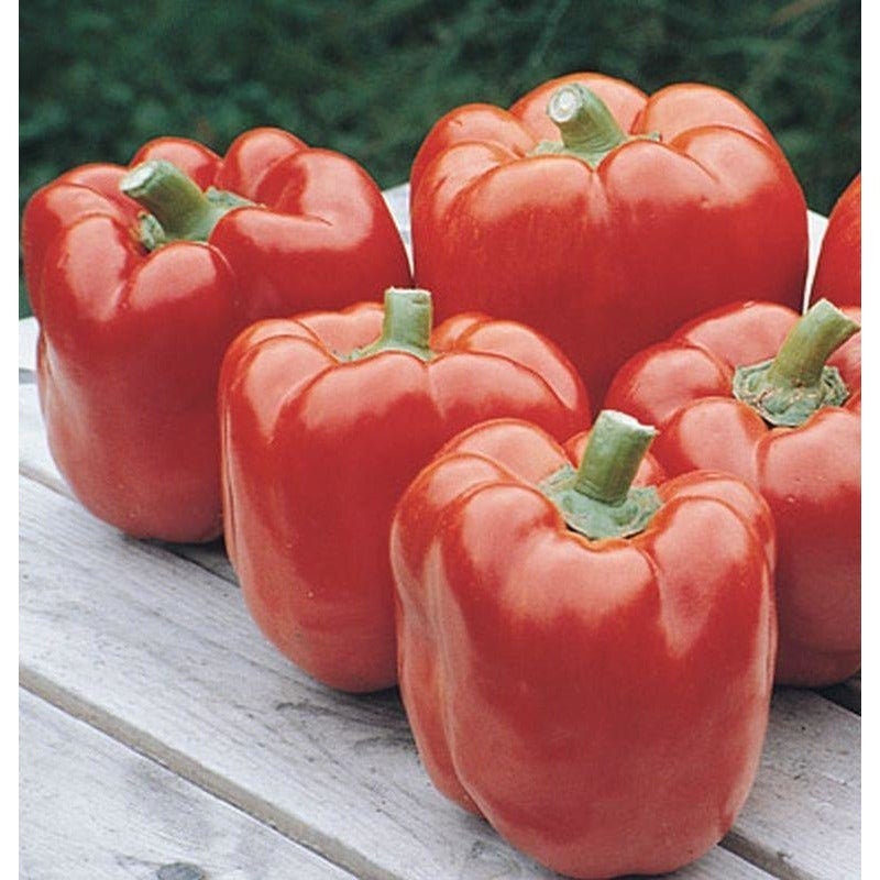 Red Knight XR3 Hybrid Bell Pepper Seeds - Etsy