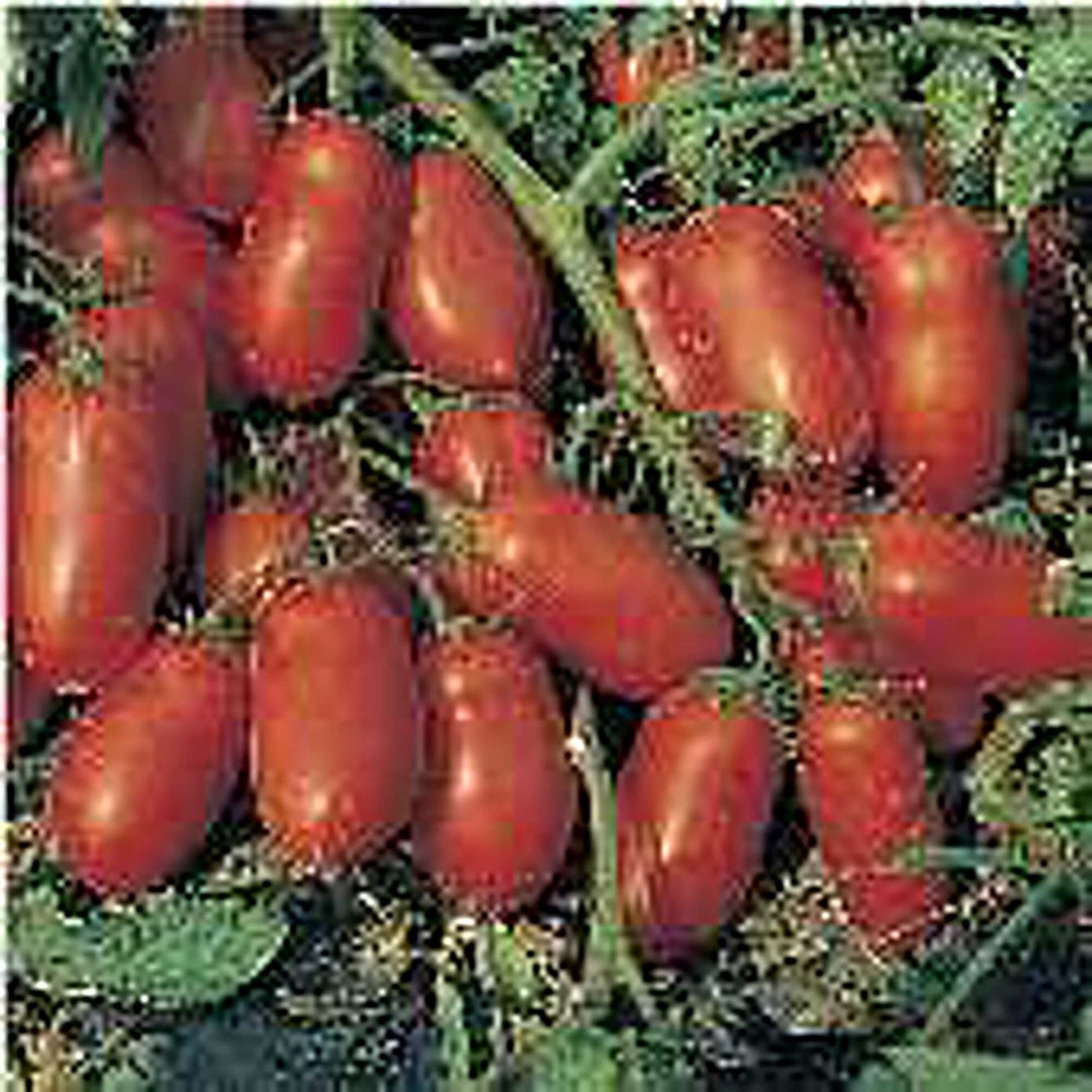 Incas Tomato Seeds - Etsy