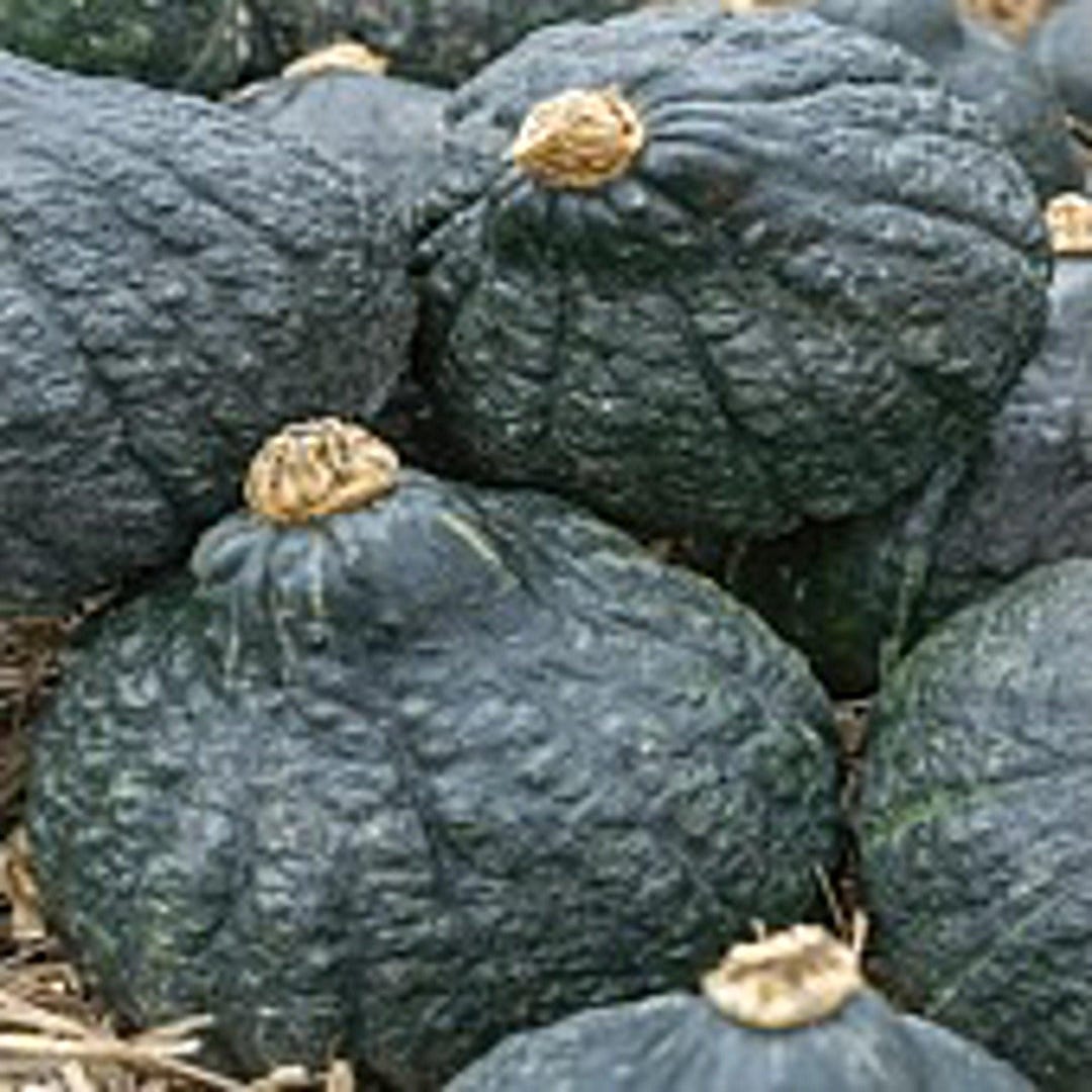 Chicago Warted Hubbard Squash Seeds - Etsy