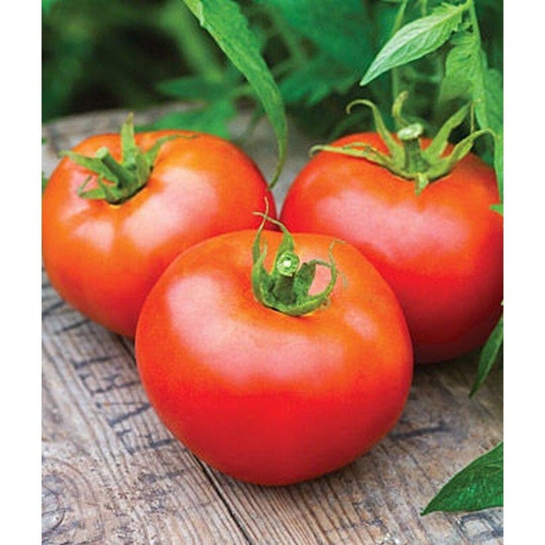 Tasti Lee Hybrid Tomato Seeds - Etsy