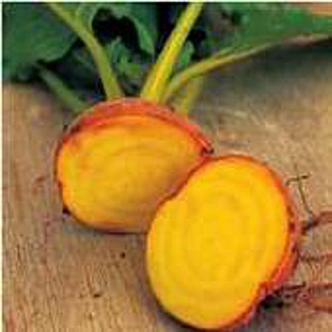 Yellow Detroit Beets Seeds - Etsy