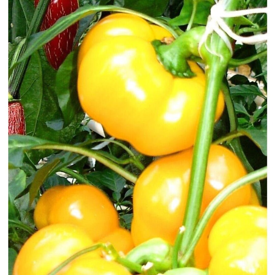 Pimento Yellow Cheese Sweet Pepper Seeds - Etsy