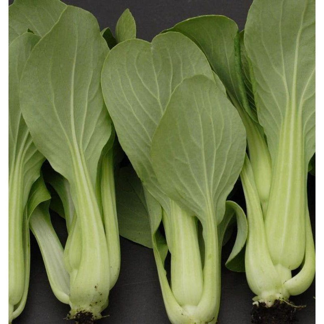 Mei Qing Choi Chinese F1 Cabbage Seeds - Etsy