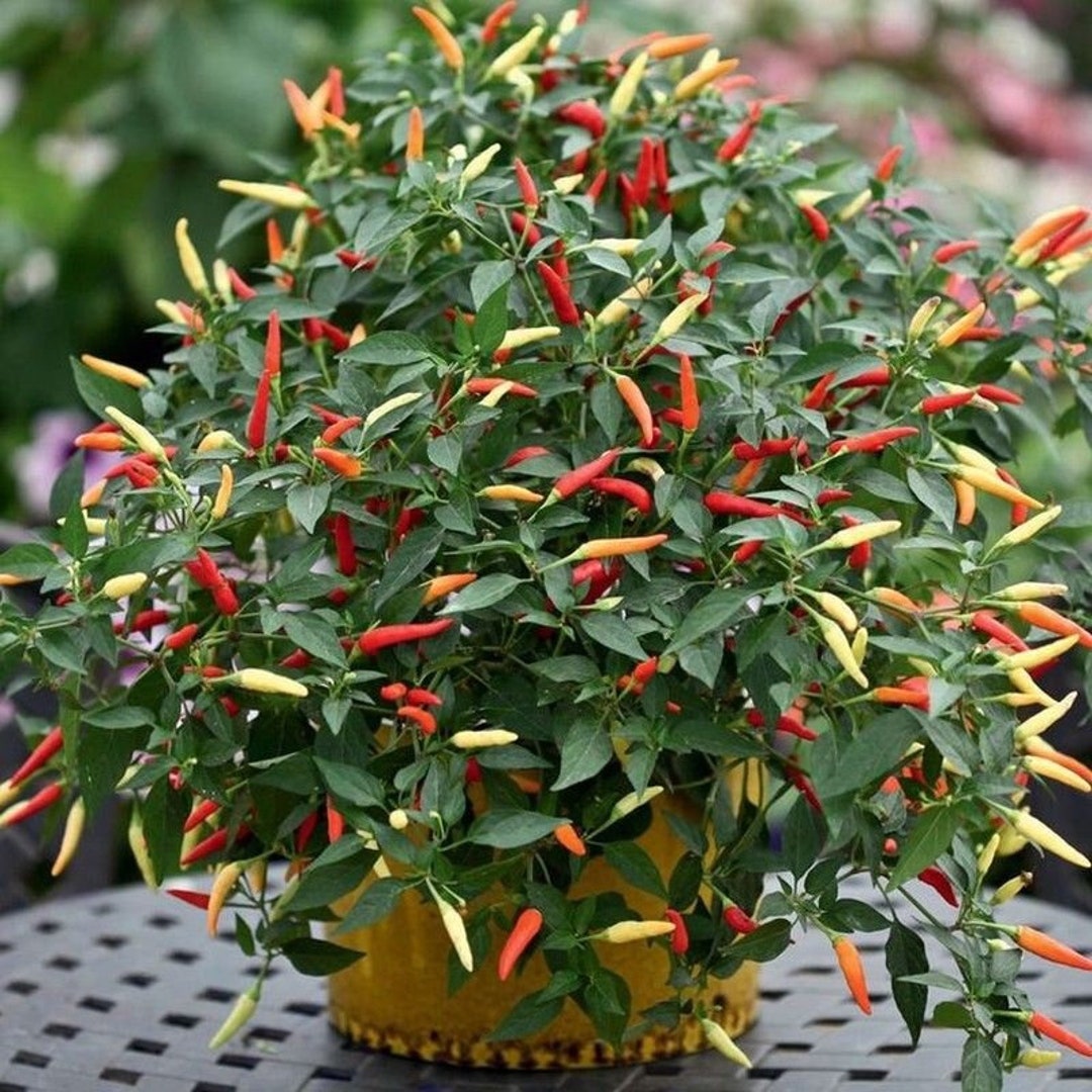 Firecracker (indian Hybrid) Hot Pepper Seeds - Etsy