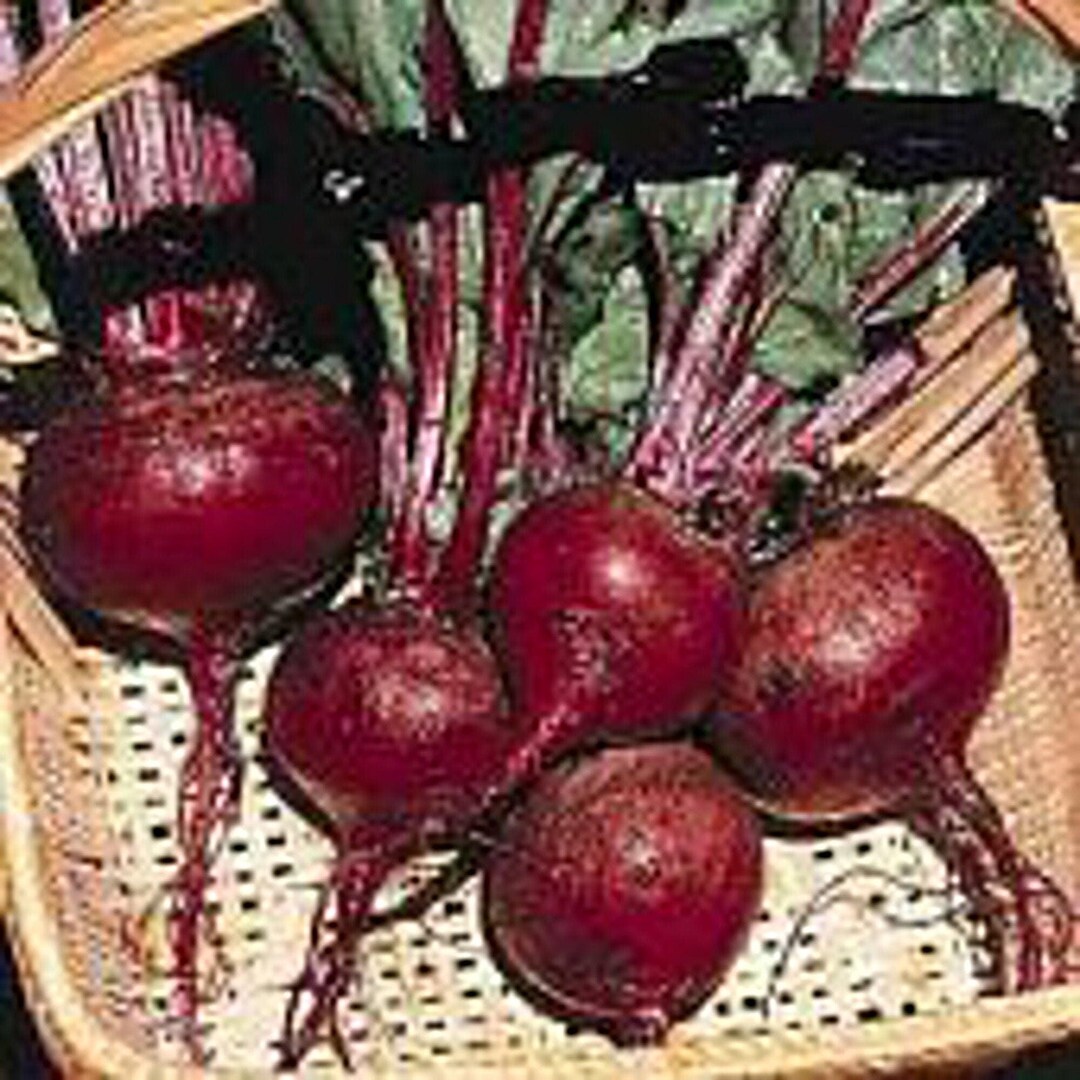 Early Wonder Beets Seeds - Etsy