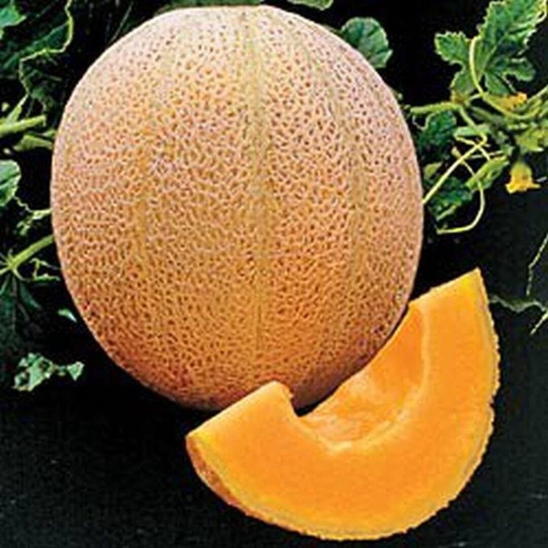 Hales Best "jumbo" Melon Seeds - Etsy