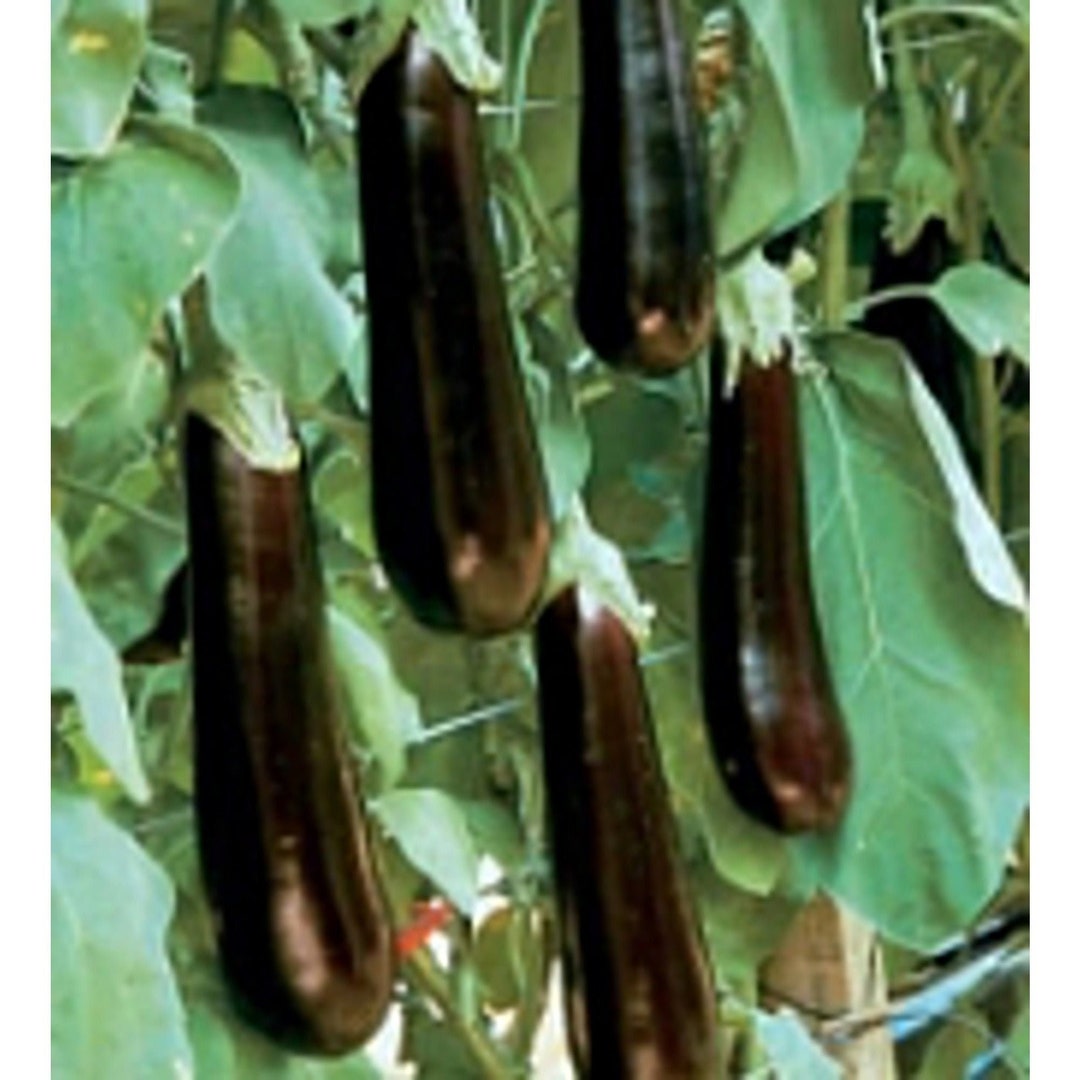 Megal Eggplants Seeds - Etsy