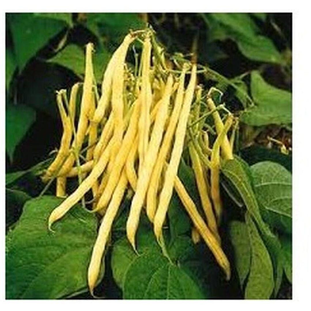 Cherokee Wax Golden Bean Seeds - Etsy