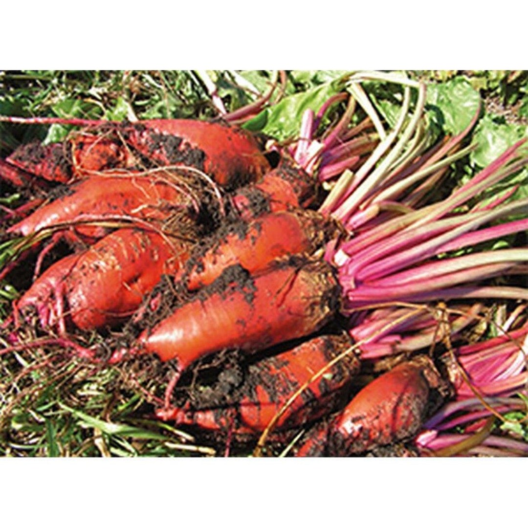 Colossal Long Red Mangel Beet Seeds - Etsy