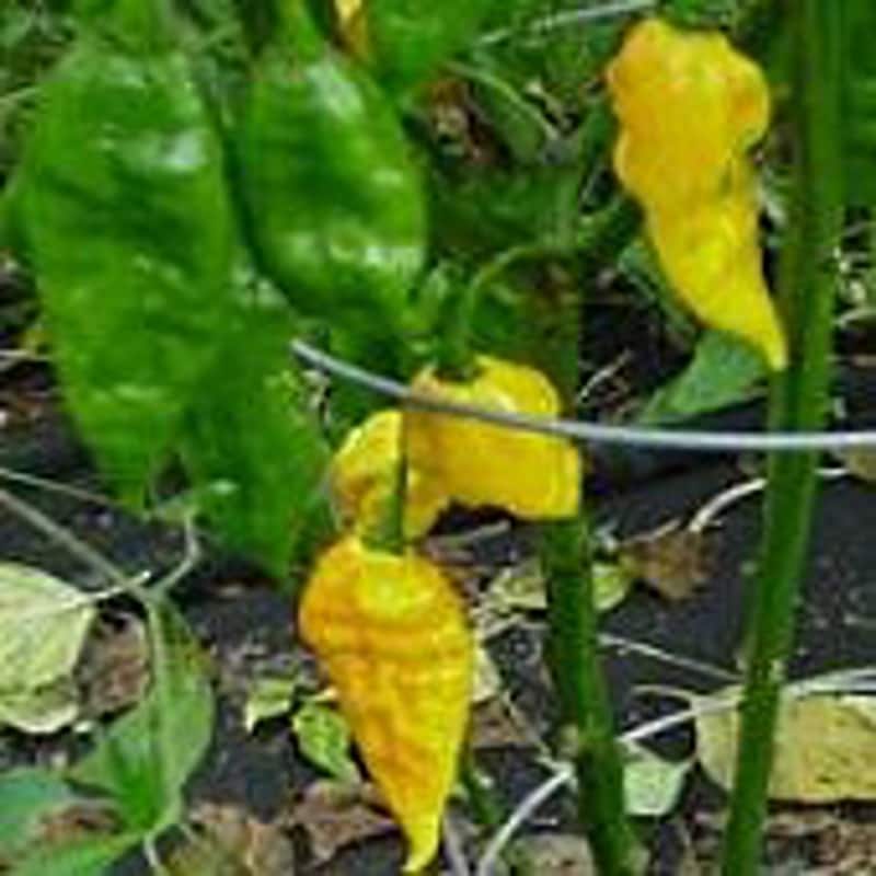 African Pepper Plants - Etsy