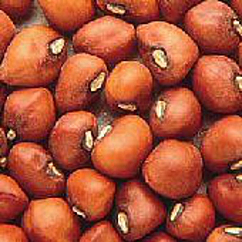 Brown Crowder Cowpeas Seeds - Etsy