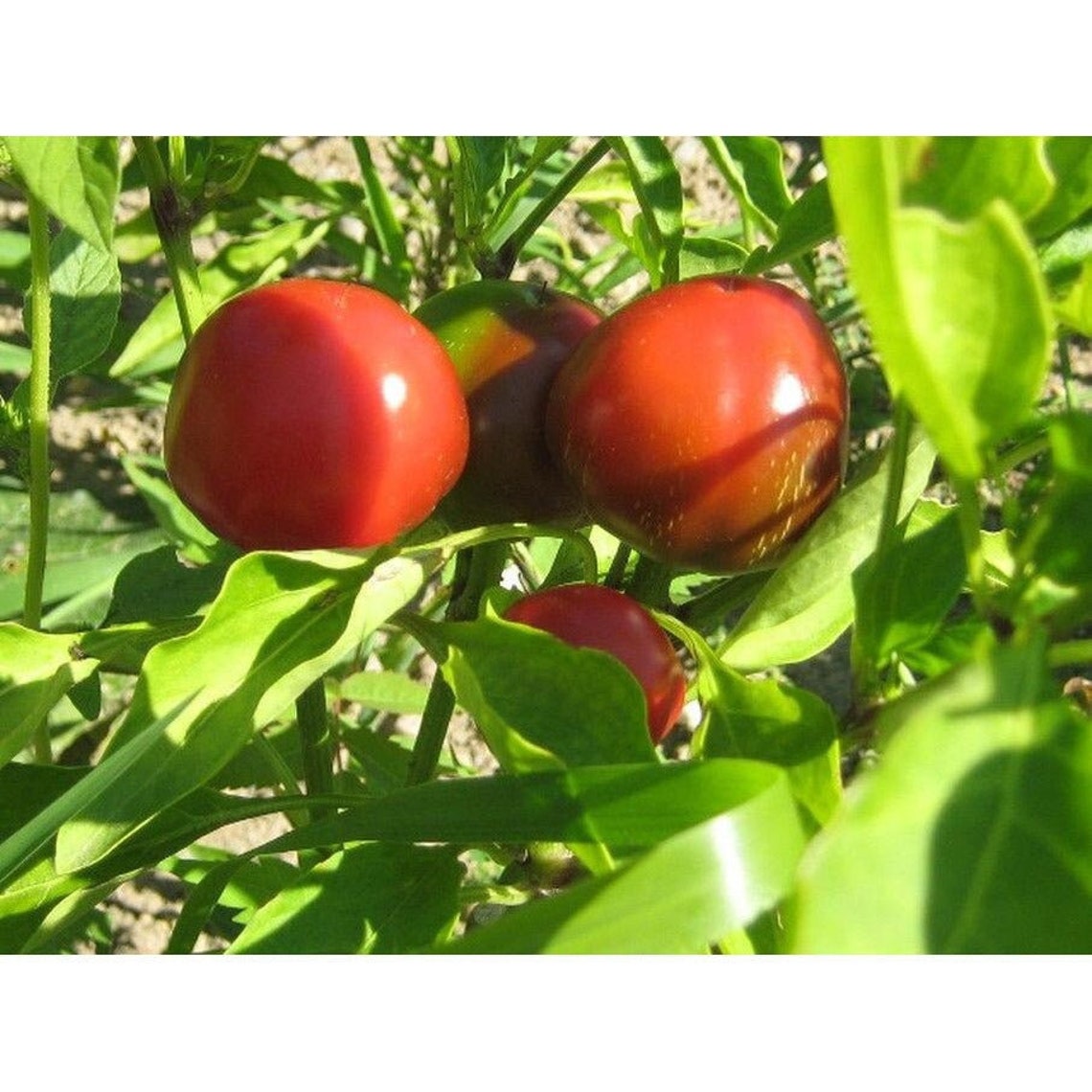 Sweet Cherry Pepper Seeds - Etsy
