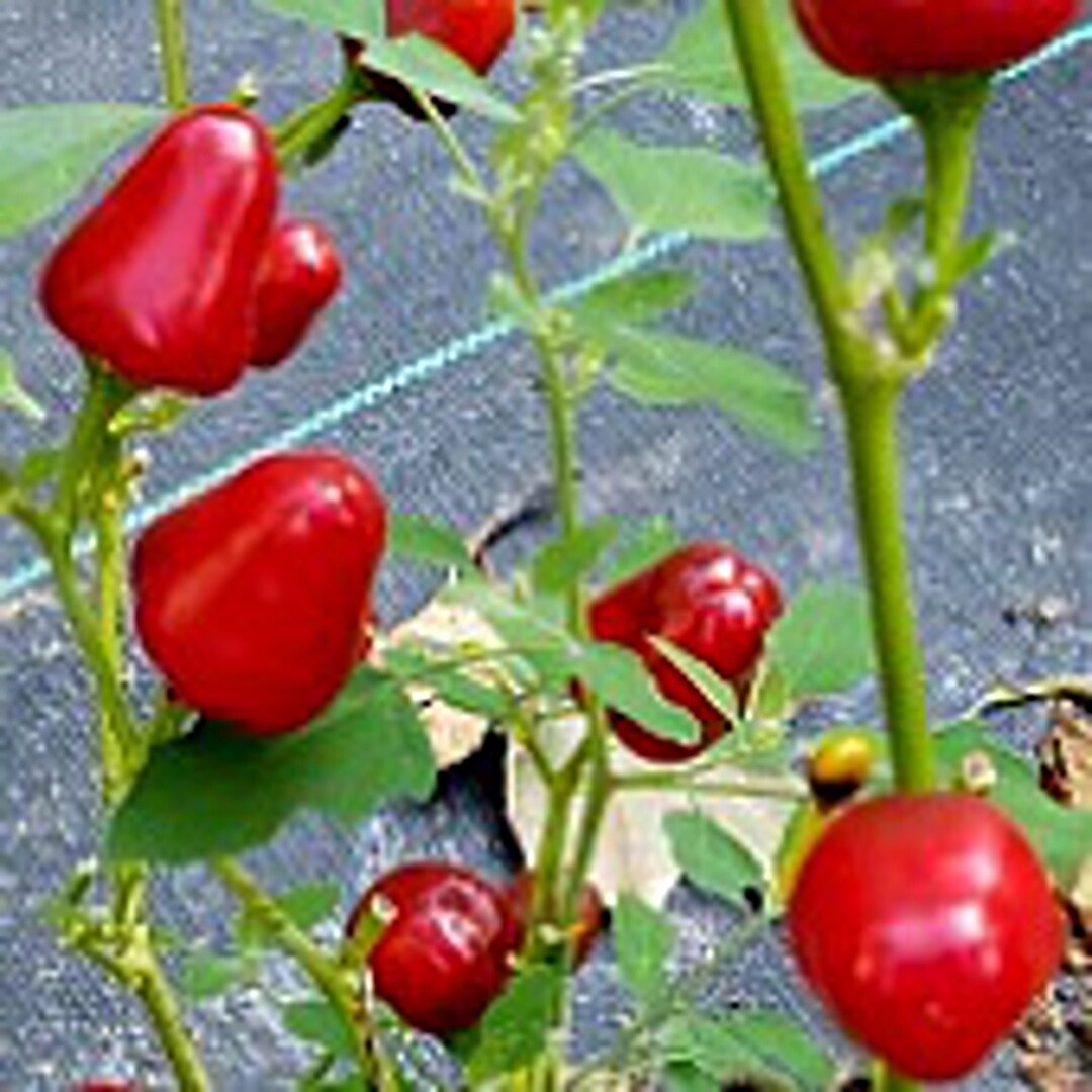 Navojoa Piquin Hot Peppers Seeds - Etsy