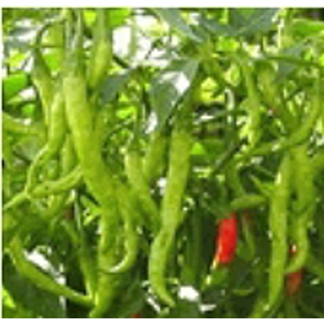 Jwala Hot Peppers Seeds - Etsy