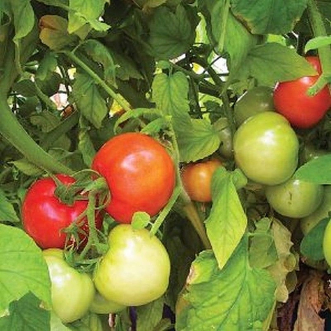 Red Ripe F1 Hybrid Tomato Seeds - Etsy