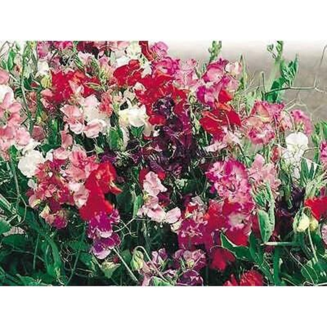 Sweet Pea, Royal Family Mixseeds - Etsy