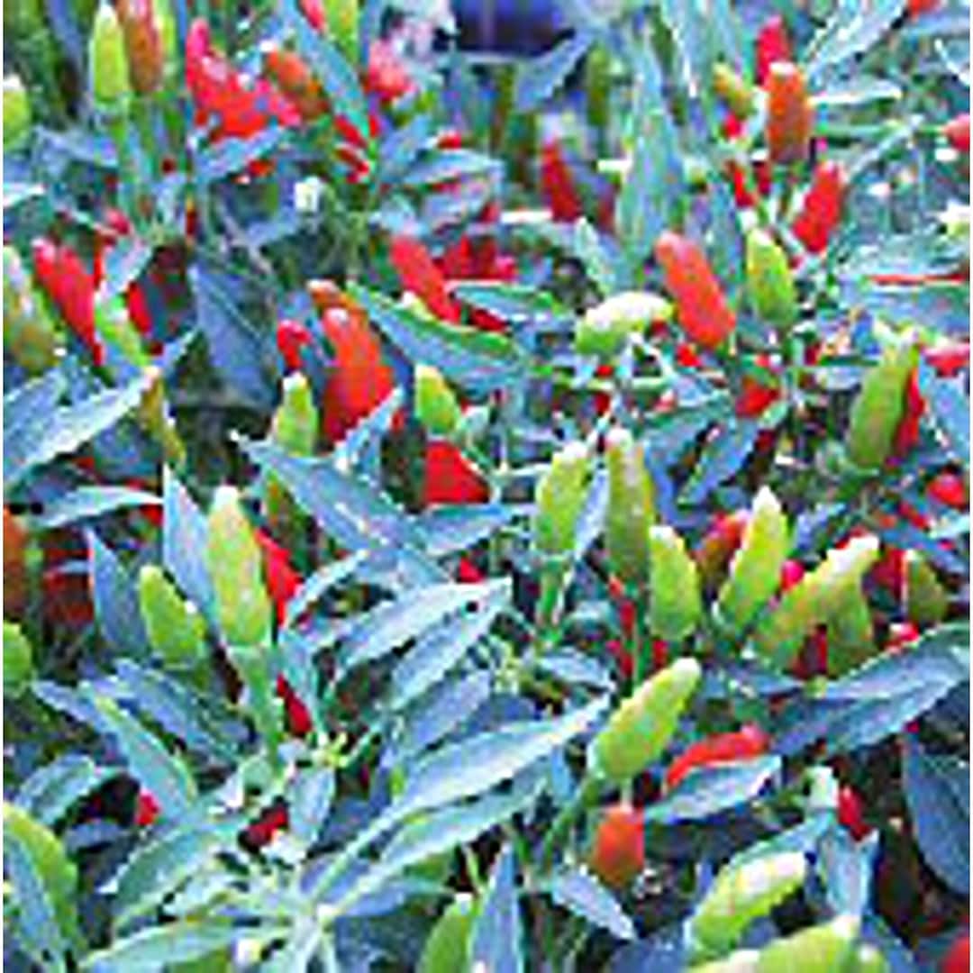 Rooster Spur Hot Peppers Seeds - Etsy
