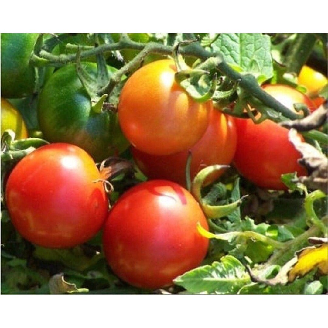 Tommy Toe Tomato Seeds - Etsy