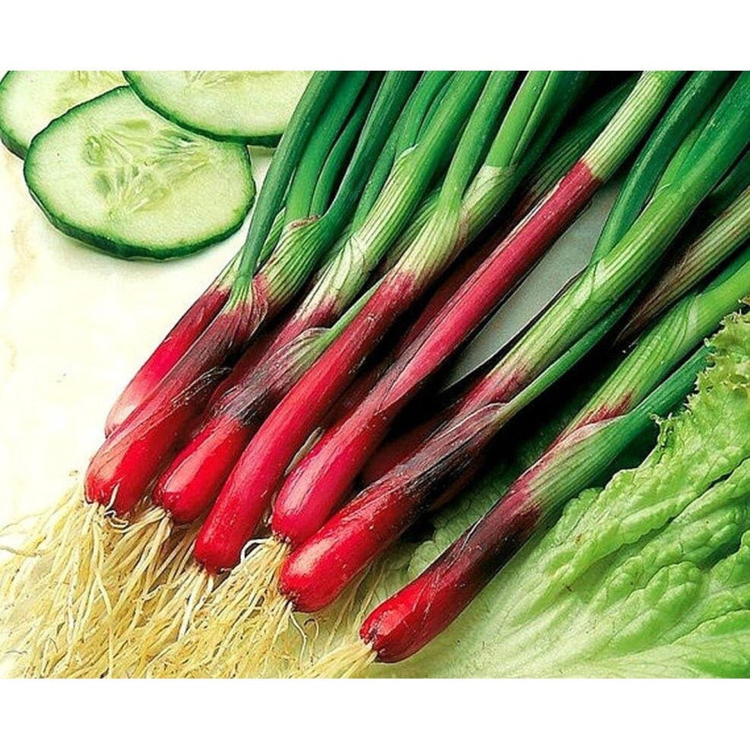 Red Beard Japanese Bunching Onion Seeds - Etsy