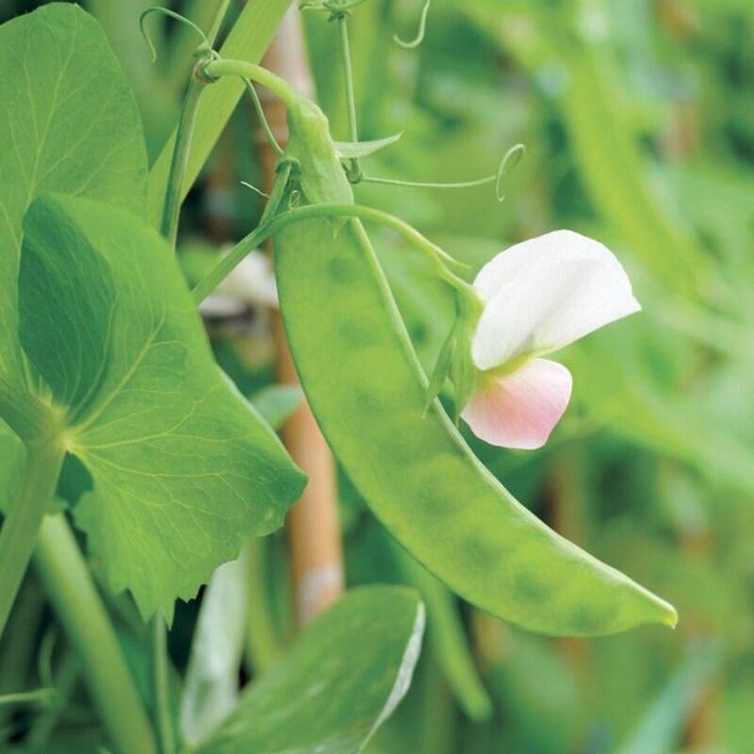 Dwarf White Sugar Snow Pea Seeds - Etsy