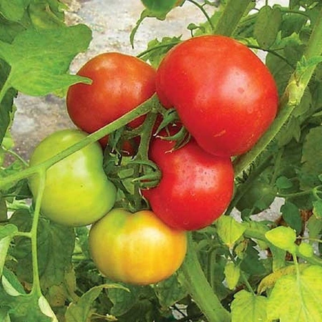 Red Hero F1 Hybrid Tomato Seeds - Etsy