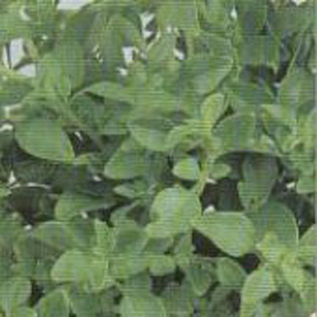 Fino Verde Basil Seeds - Etsy