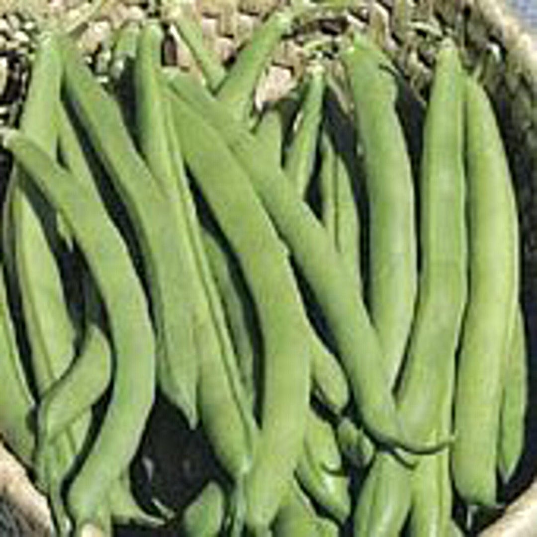 Top Crop Bush Beans Seeds - Etsy