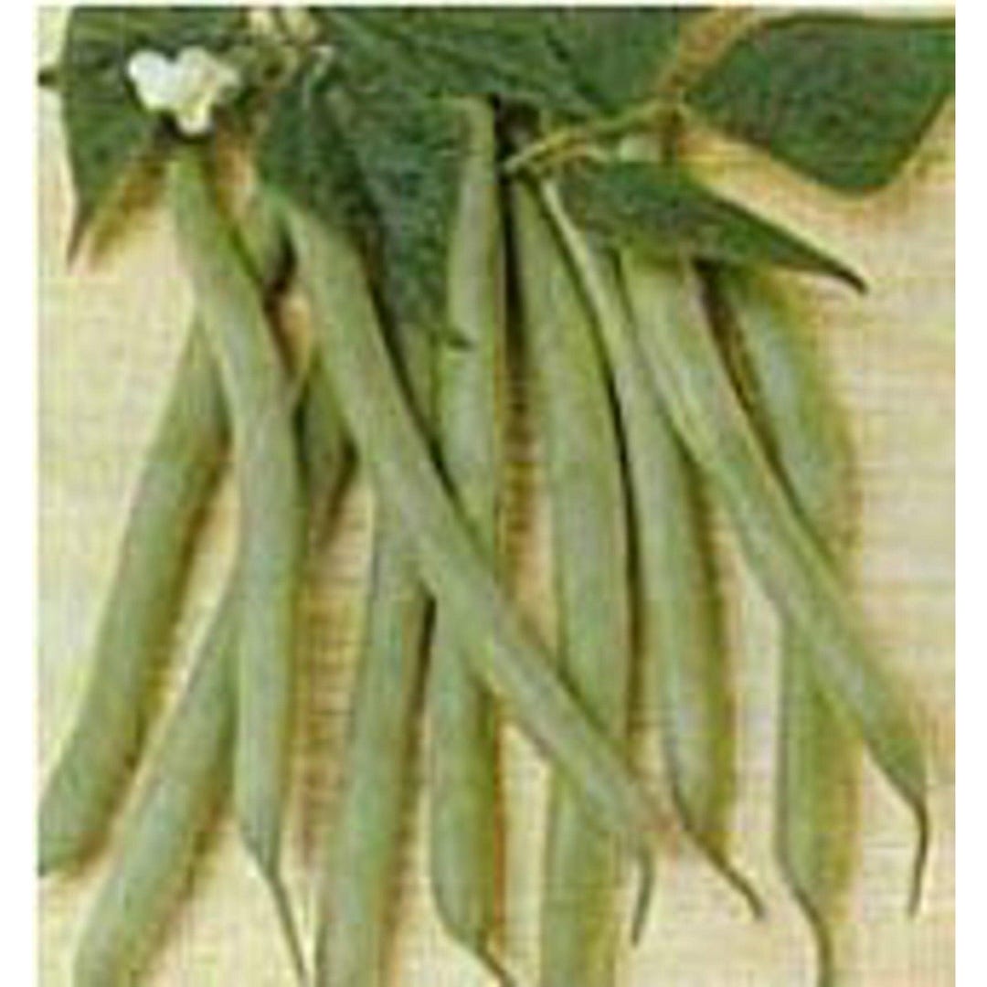 Blue Lake Pole Beans Seeds - Etsy