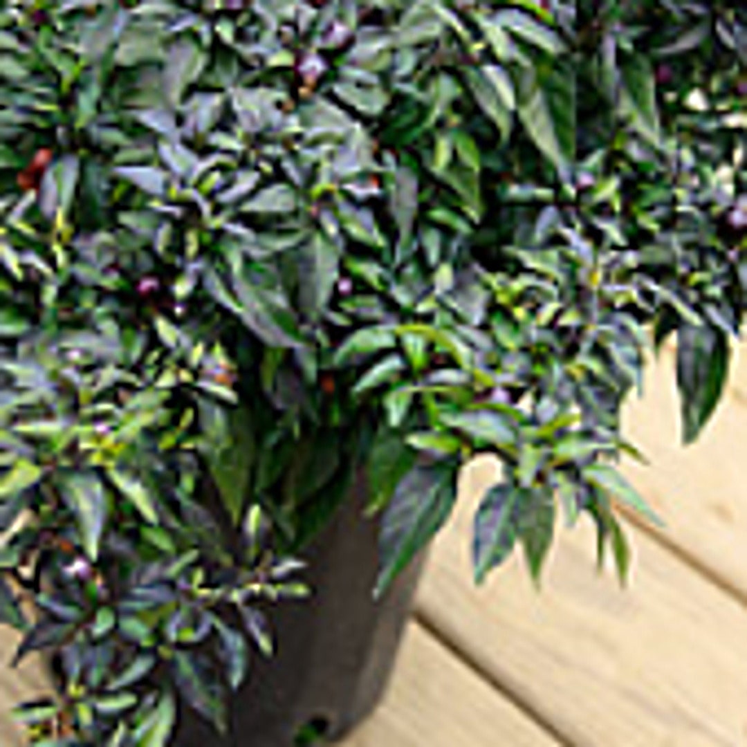 Dwarf Little Blue Hot Peppers Seeds - Etsy