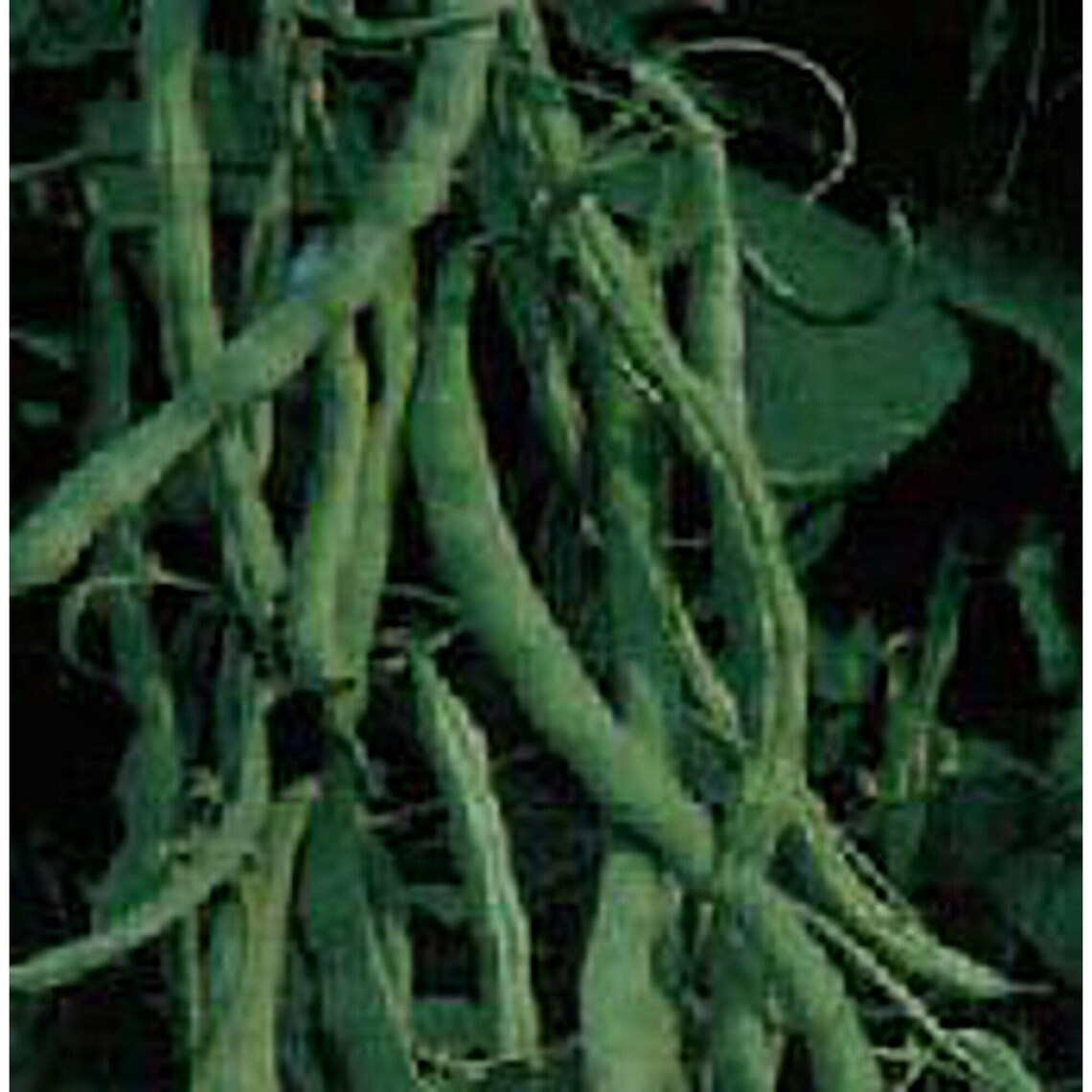 Mccaslan Pole Beans Seeds - Etsy