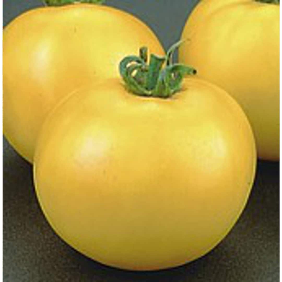 Lemon Boy Tomato Seeds - Etsy