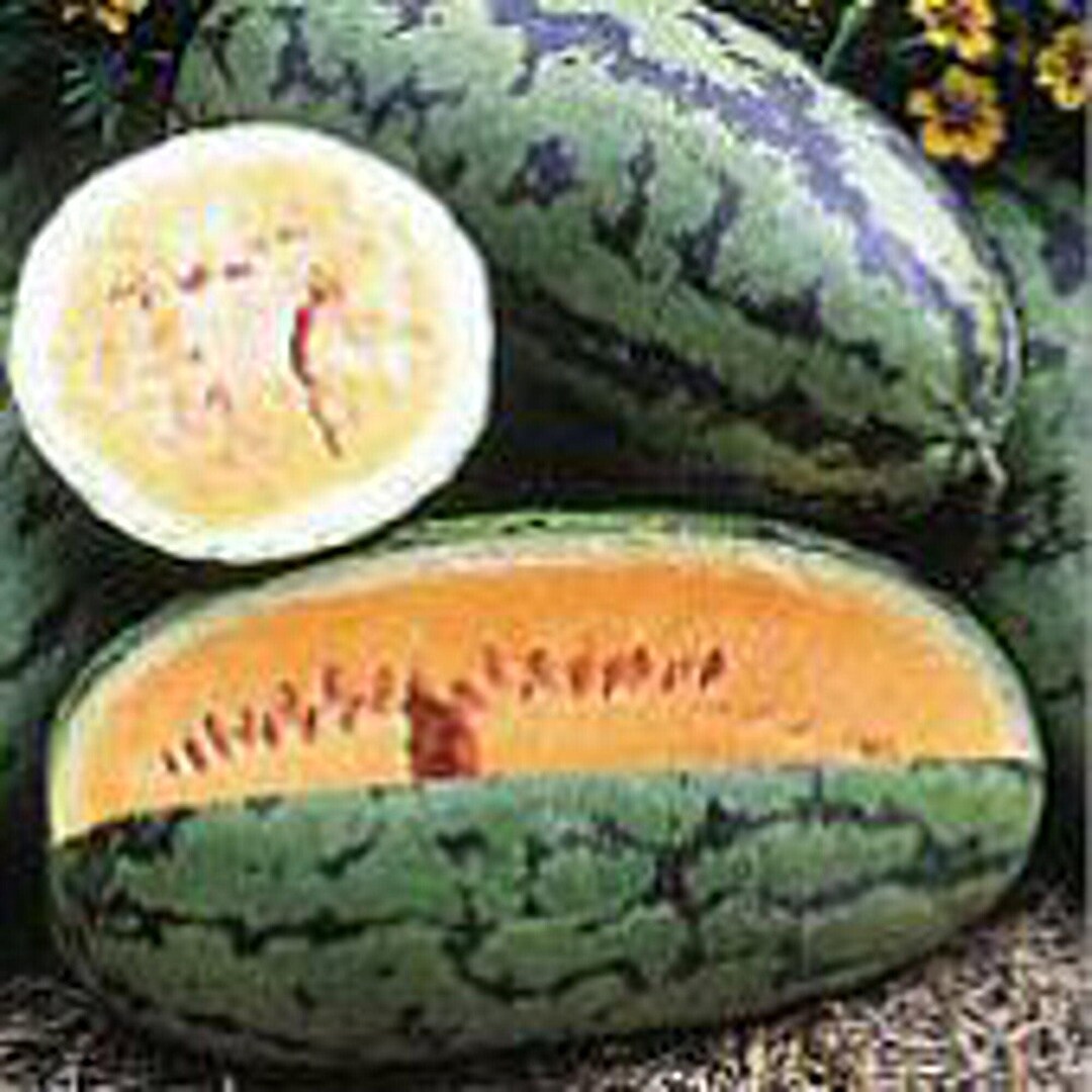 Orangeglo Watermelons Seeds - Etsy